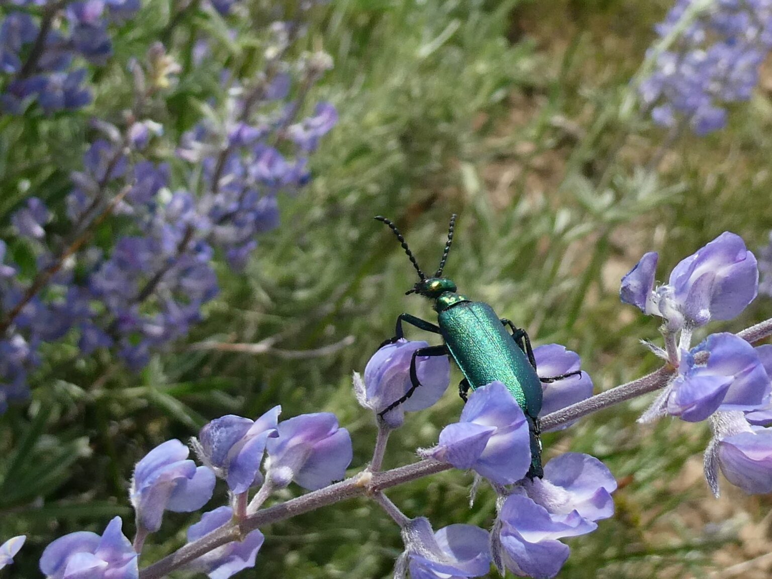 Tiny Titans: Insects of the High Desert – KTVZ Events